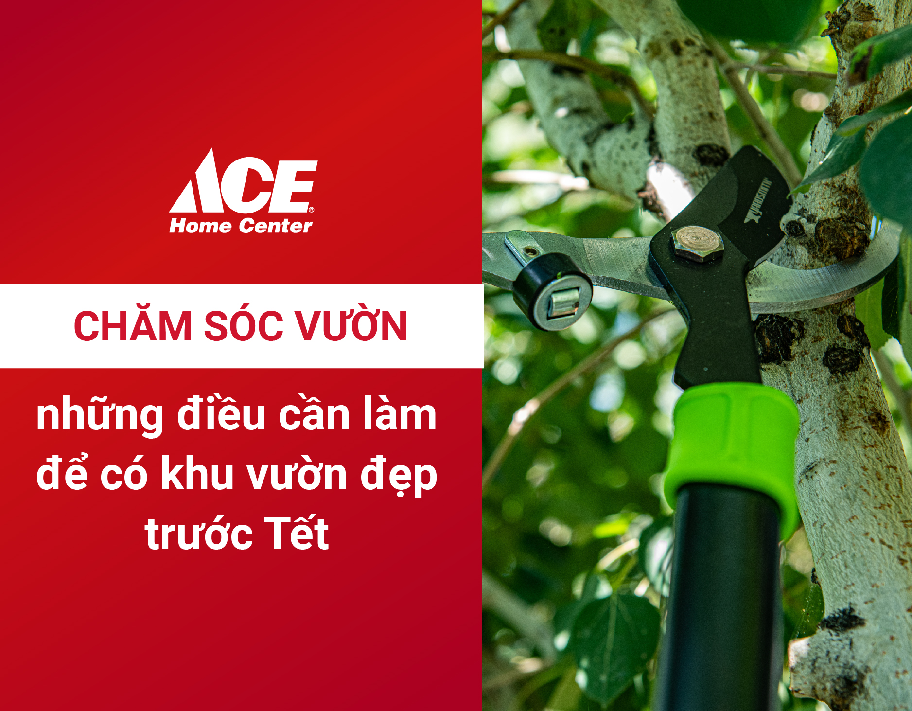 Chăm sóc vườn nhà thế nào để đẹp mùa cuối năm cho đến qua Tết - ACE Home Center VN