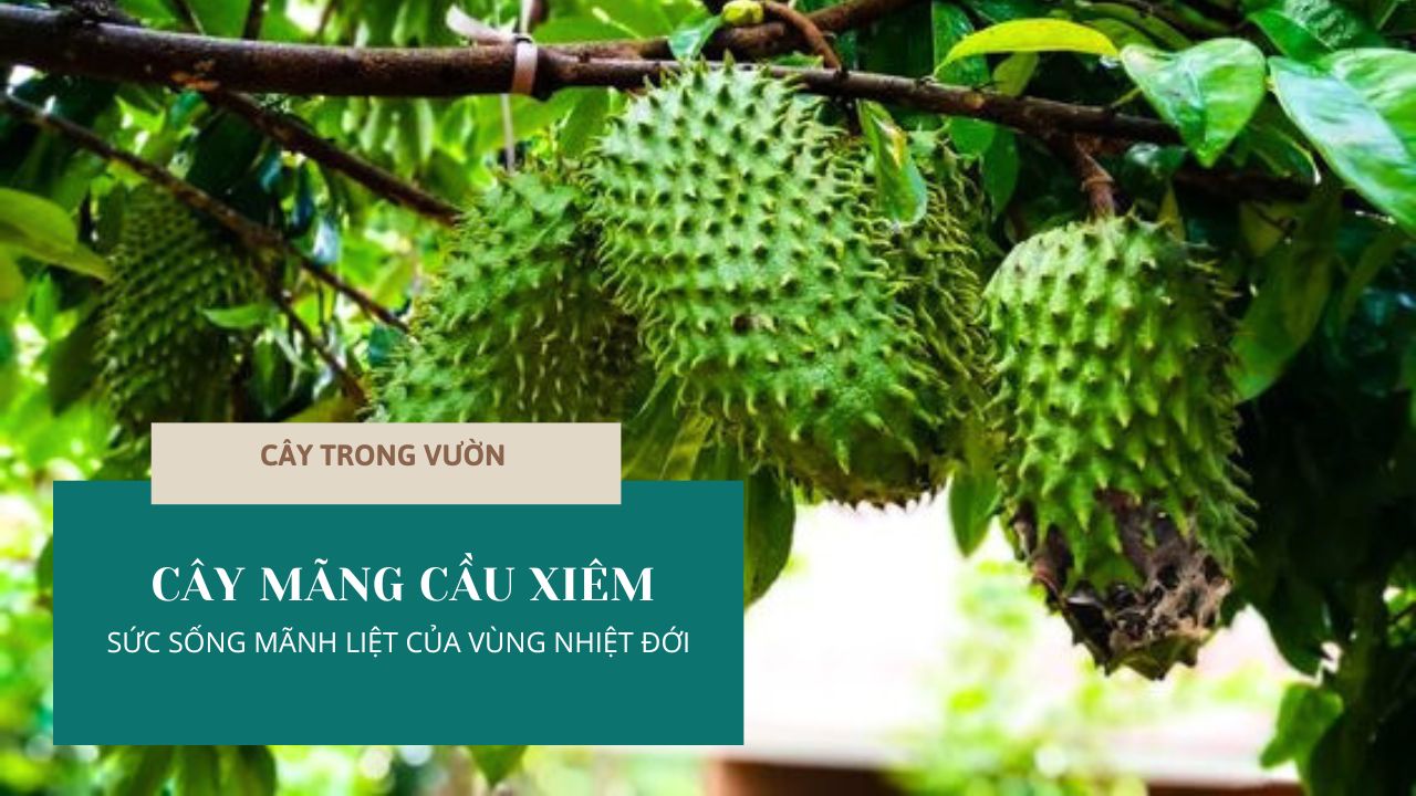 CÂY MÃNG CẦU XIÊM - SỨC SỐNG MÃNH LIỆT CỦA VÙNG NHIỆT ĐỚI | CÂY TRONG ...