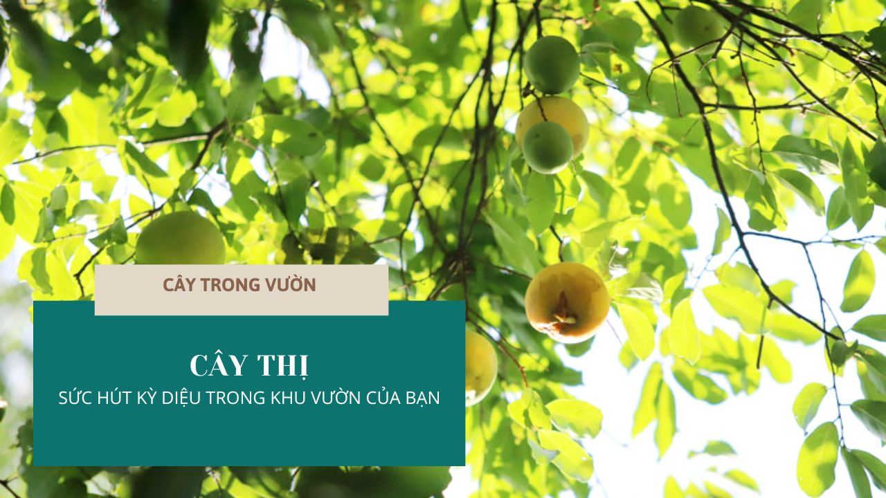 CÂY THỊ - SỨC HÚT KỲ DIỆU TRONG KHU VƯỜN CỦA BẠN – Oxi House