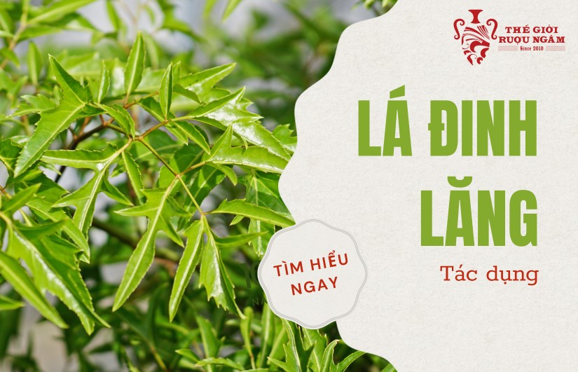 Tác Dụng Của Lá Đinh Lăng Là Gì? 6 Lợi Ích Bạn Nên Biết