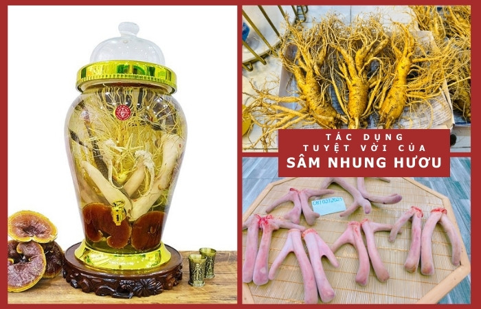 Tác dụng tuyệt vời của Nhân Sâm Nhung Hươu