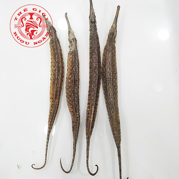 Hải Long | Tuyển Chọn Những Con Hải Long Chất Lượng Hàng Loại 1