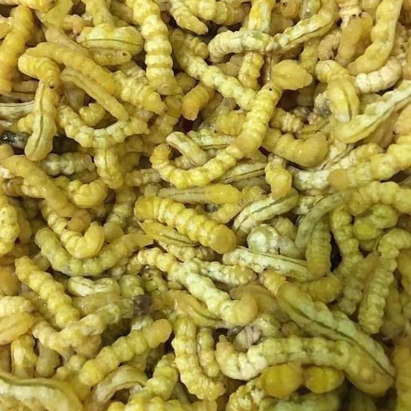 Sâu Chít – Tác Dụng Tuyệt Vời Và Lợi Ích Của Rượu Sâu Chít