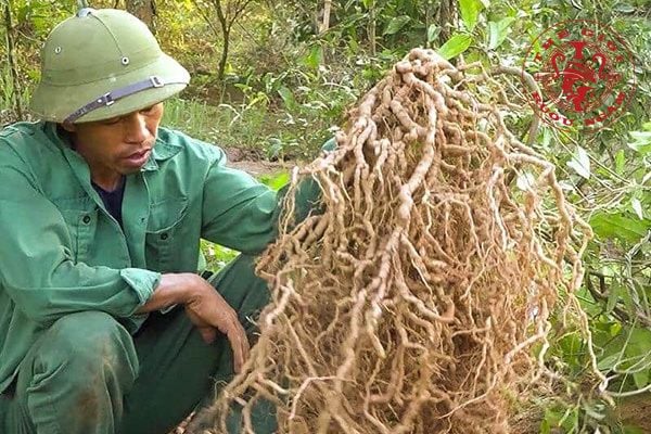 Bình Sâm Ba Kích Tím 9chum 500ml Sang Trọng - Thegioiruoungam.com