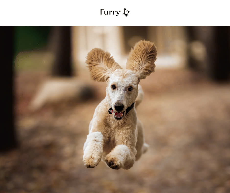 Zommies là gì ở chó? Hiểu về hiện tượng Zoomies – Furry