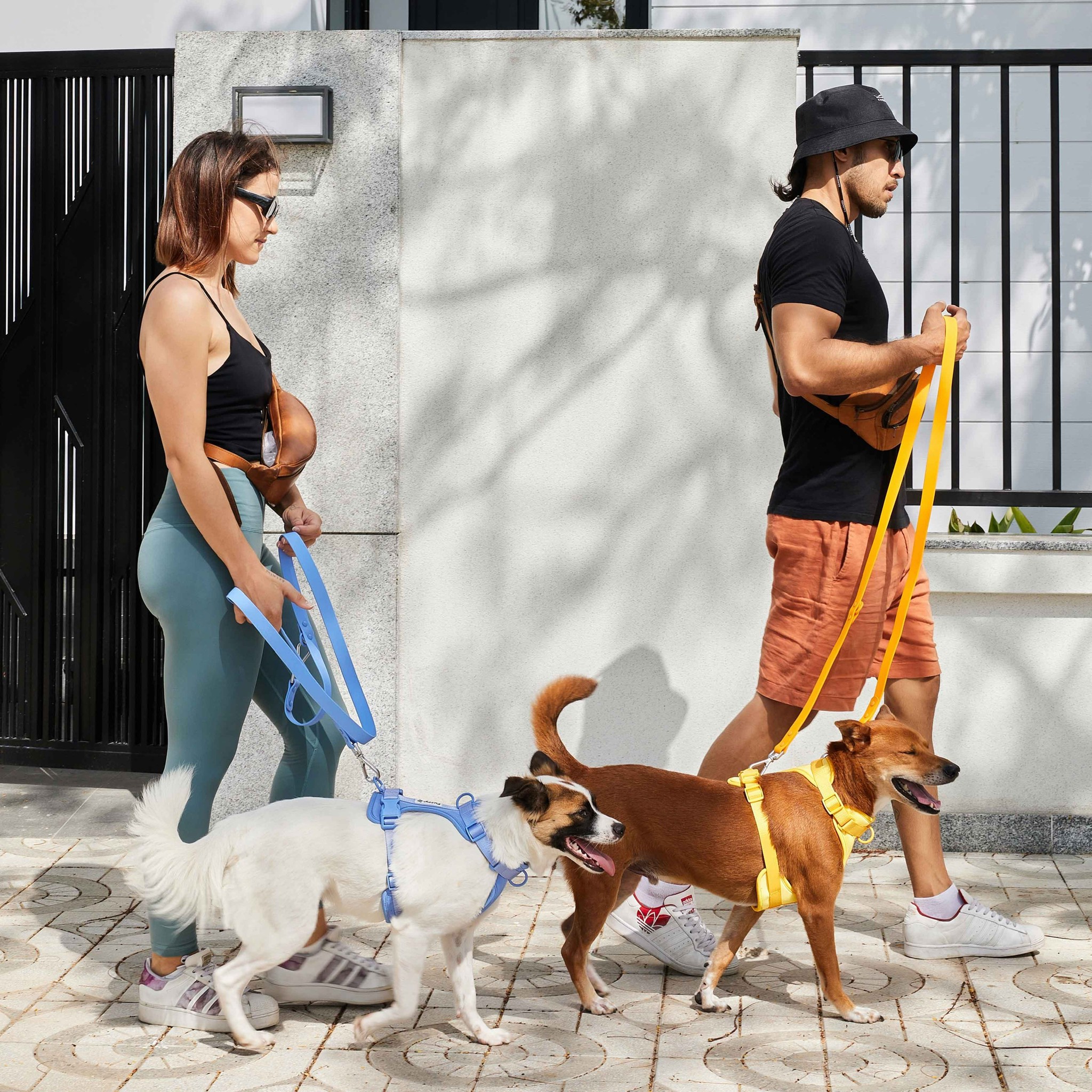 The Essential Role and Notice of Walking Your Dog – Furry