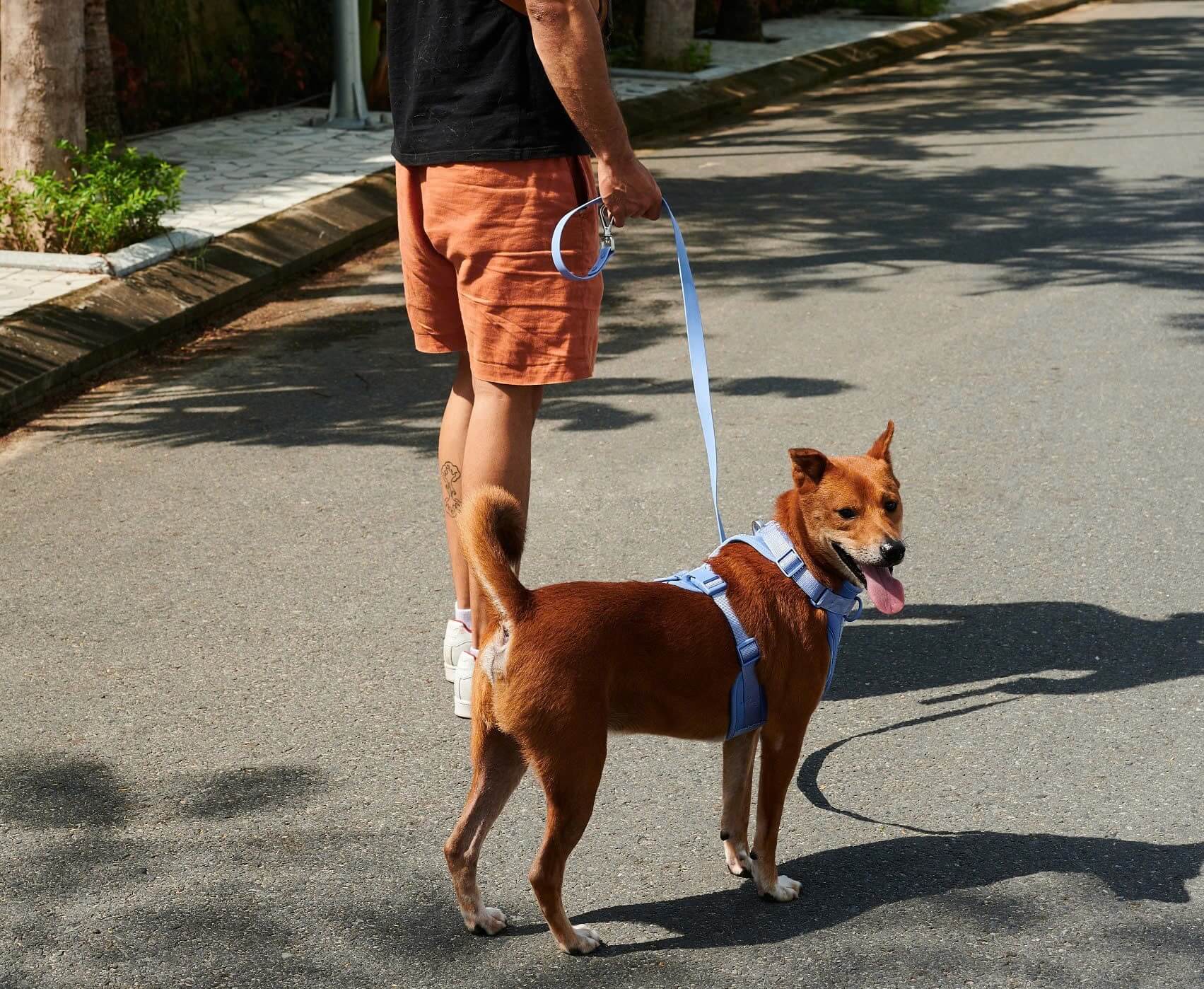 How to Train a Dog to Walk on Leash Without Pulling – Furry