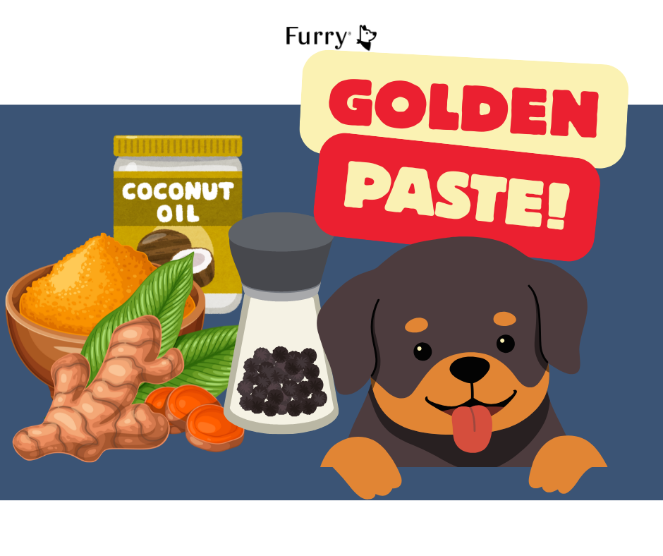 5 Reasons to Add Golden Paste to Your Dog’s Daily Diet – Furry