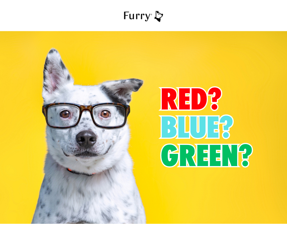 Are Dogs Color Blind? 5 Surprising Facts About How Dogs See the World ...