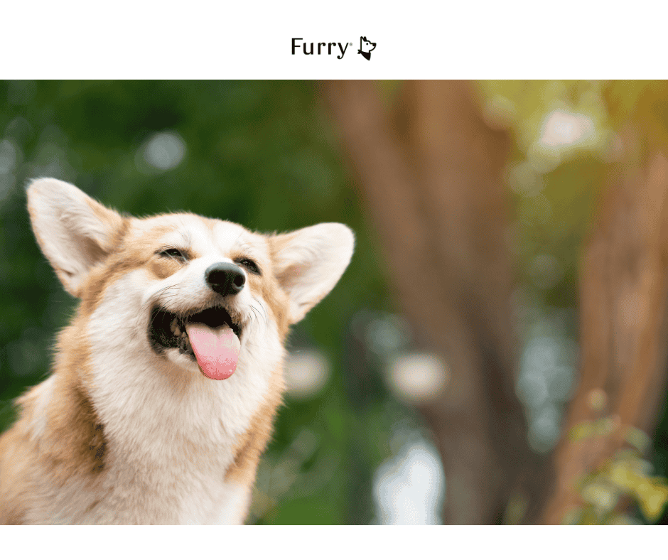 5 Dog Holidays You Should Know – Furry
