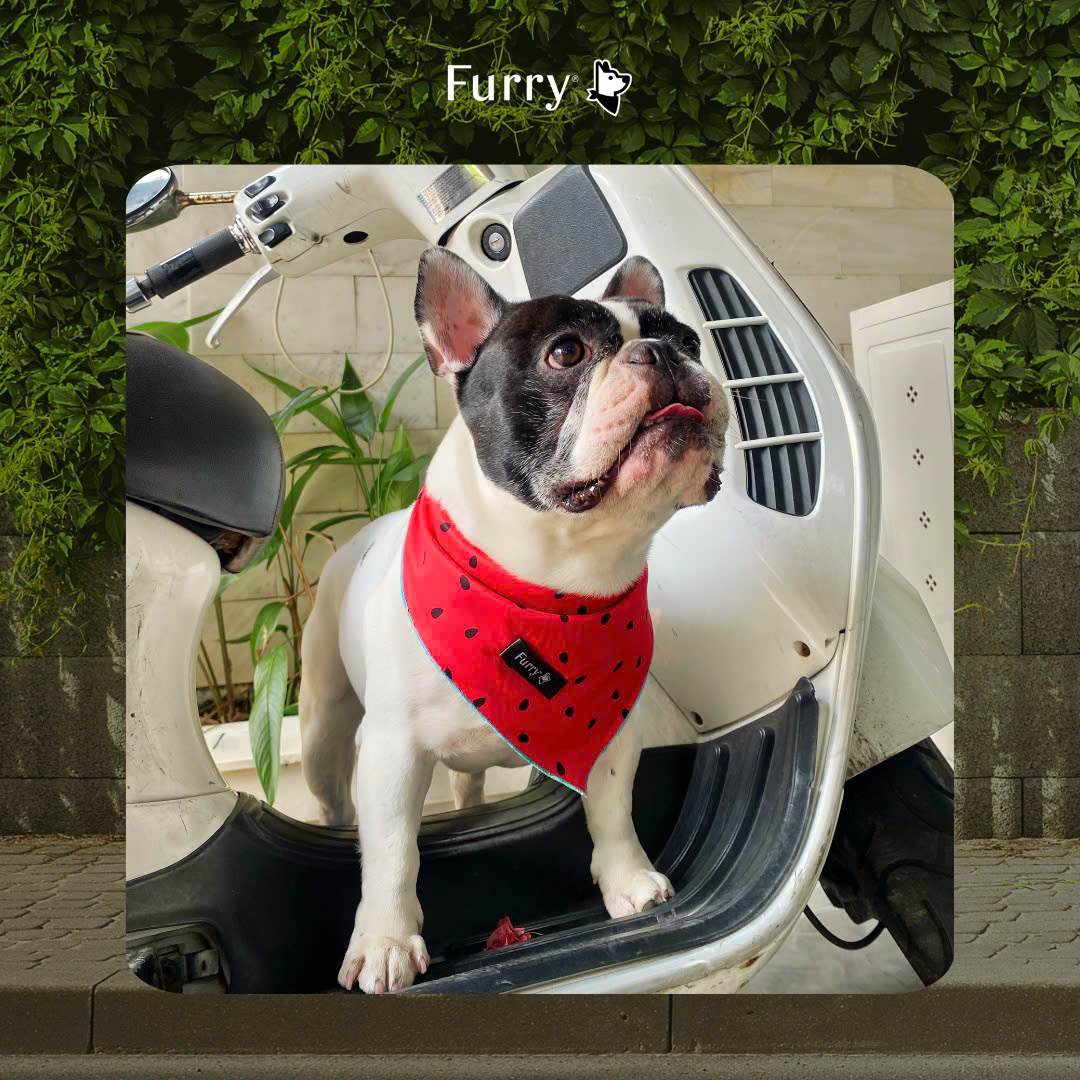 From Walks to Rides: Training Your Dog to Sit on a Motorbike – Furry