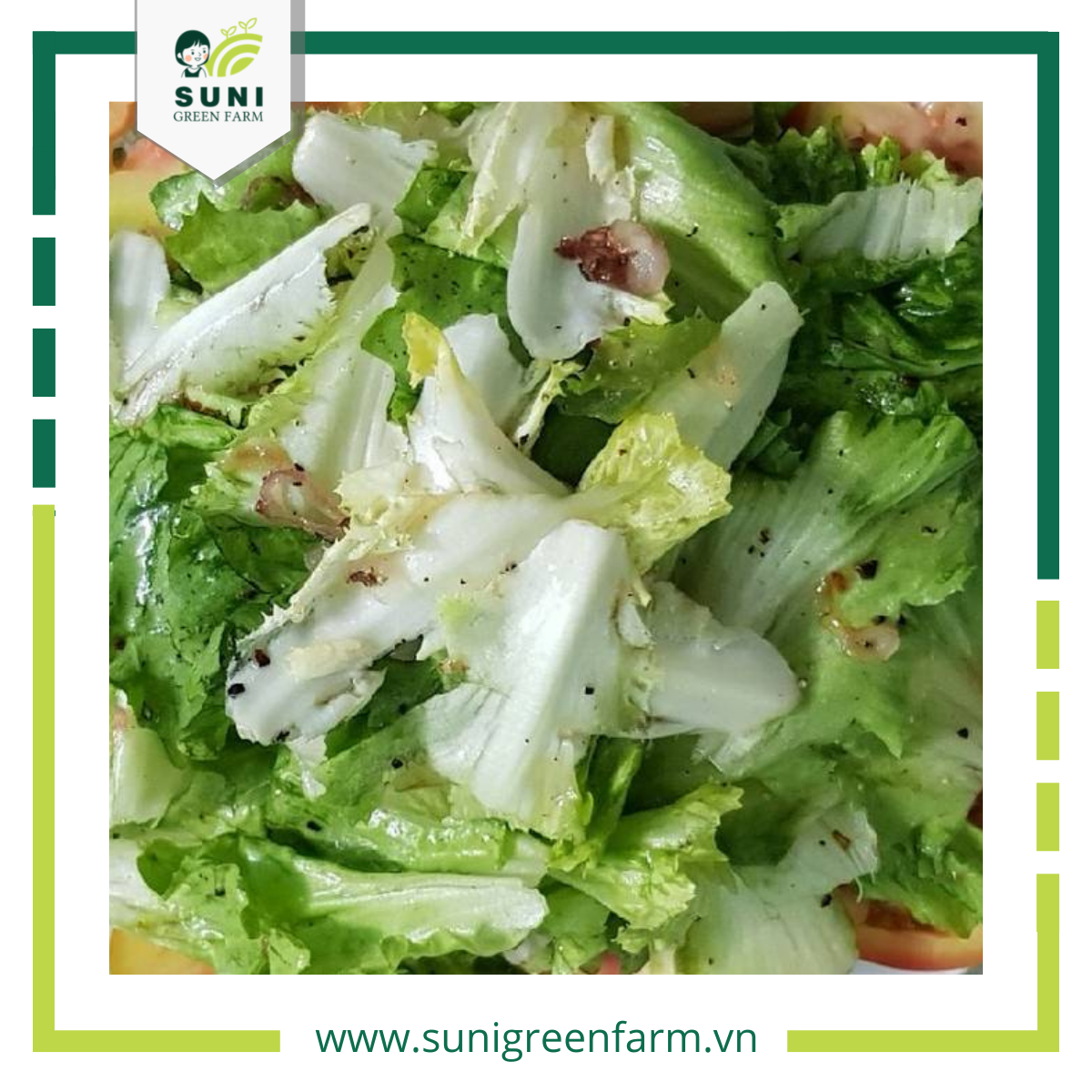 Hướng dẫn cách làm salad rau trộn đà lạt Chuẩn vị, giòn ngon cực hấp dẫn