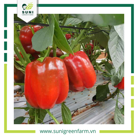 ỚT CHUÔNG TRỒNG THÁNG MẤY TỐT NHẤT? CÁCH CHĂM SÓC ĐỂ CÂY PHÁT TRIỂN TỐ ...