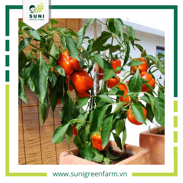 THỬ NGHIỆM CÁCH TRỒNG ỚT CHUÔNG TRONG CHẬU NGAY TẠI NHÀ CHO TRÁI ĐẦY C ...