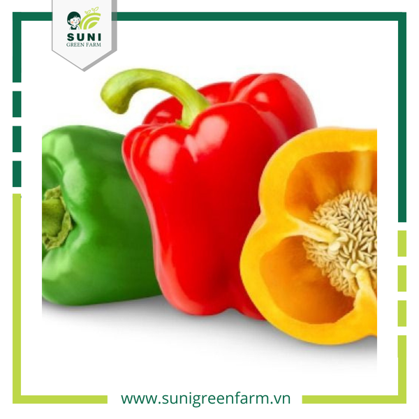 THỬ NGHIỆM CÁCH TRỒNG ỚT CHUÔNG TRONG CHẬU NGAY TẠI NHÀ CHO TRÁI ĐẦY C ...