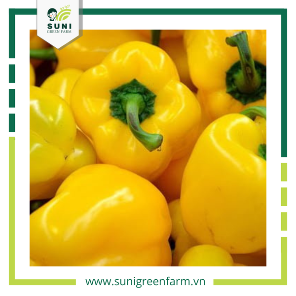 Ớt chuông vàng hữu cơ – SUNI GREEN FARM