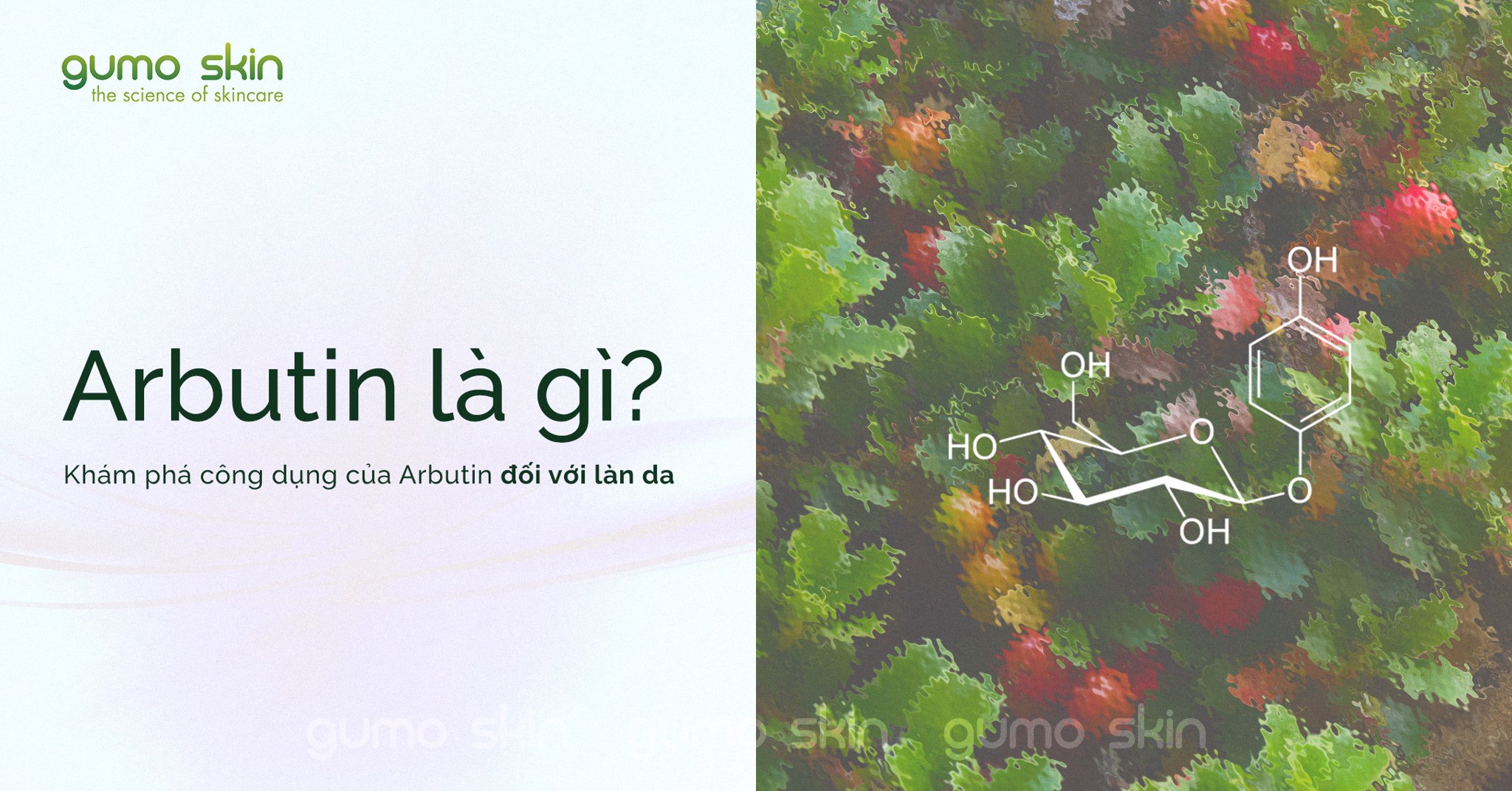 Arbutin là gì? Khám phá công dụng của Arbutin đối với làn da – GumoSkin