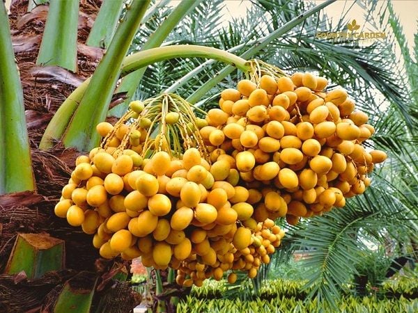 Quả chà là có tác dụng gì? Ăn chà là có tốt không? – COUNTRY GARDEN