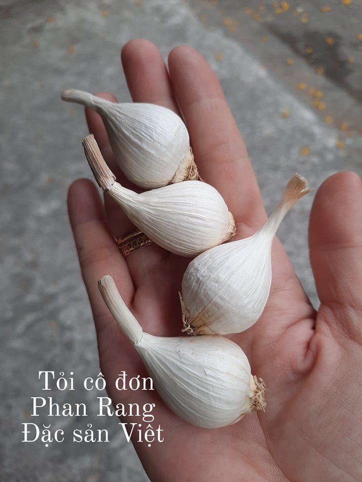 CẬP NHẬT TỎI CÔ ĐƠN PHAN RANG NINH THUẬN NĂM 2024 TẠI ĐẶC SẢN VIỆT