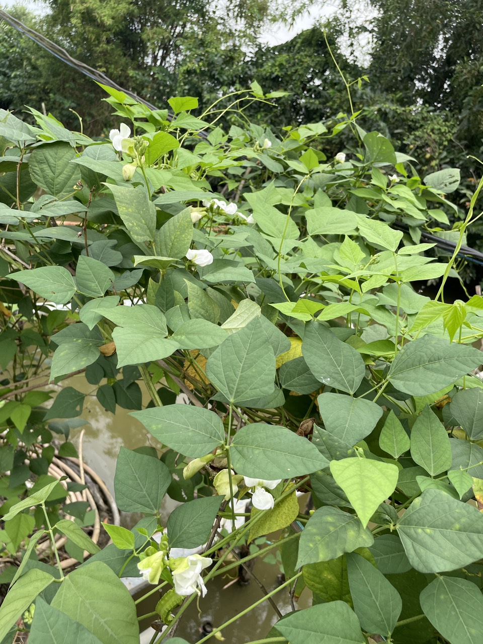 Quả đậu rồng có tác dụng gì? – Bio Ngon