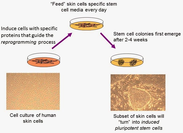 Cell Culture Media Promising Brzskin cell-culture-media-promising-brzskin