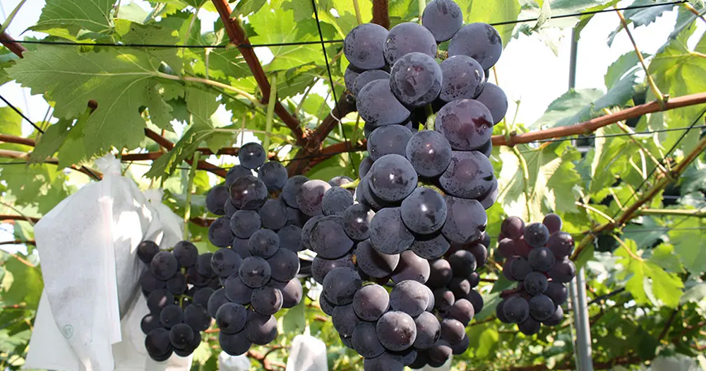 Nho Kyoho - Giống Nho Đen Cao Cấp Từ Nhật Bản