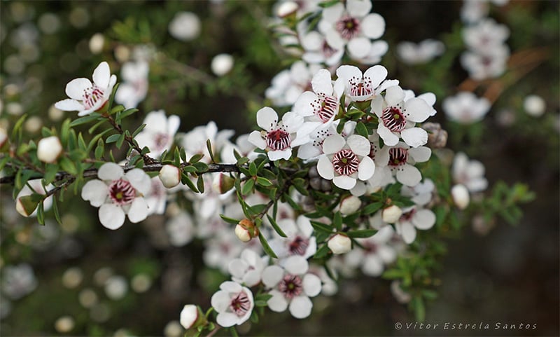 Phân biệt cây Mānuka (kahikātoa) và Kānuka – Miky's Home