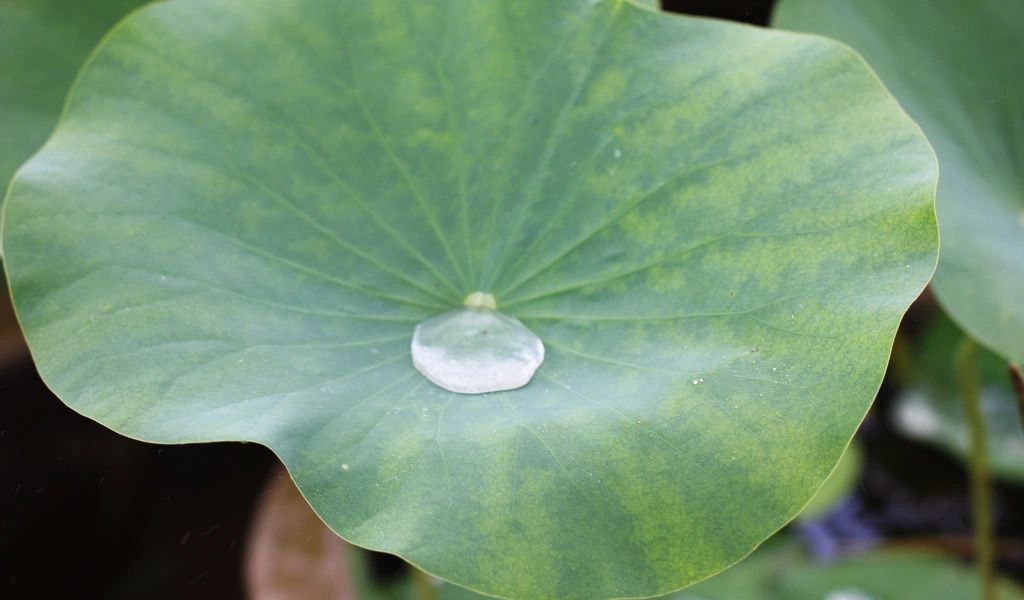 Nước lá sen có tác dụng gì? Những người không nên uống nước lá sen ...