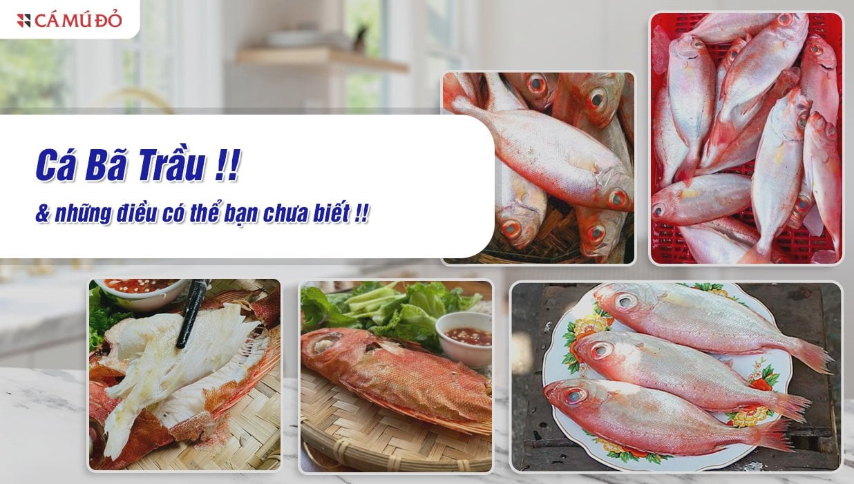 Cá bã trầu và những điều bạn chưa biết | Cá Mú Đỏ
