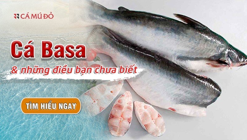 Những điều bạn chưa biết về cá basa?