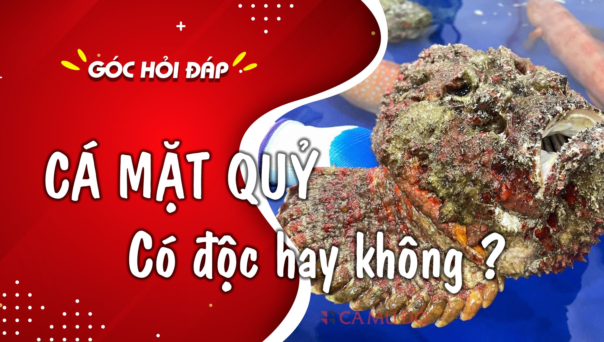 Cá mặt quỷ có độc hay không? Những điều cần biết về cá mặt quỷ