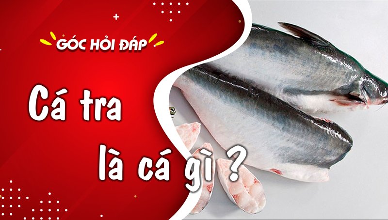 Cá tra là cá gì? Cá tra bao nhiêu 1kg?