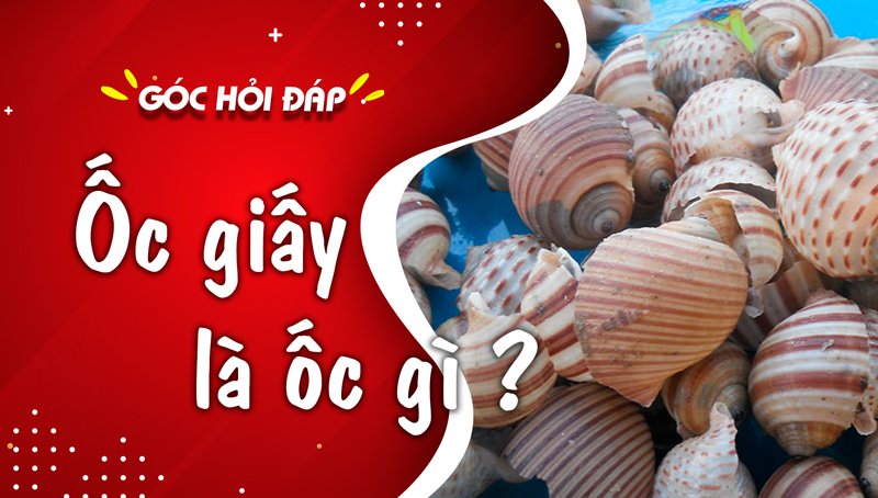 Ốc giấy là ốc gì? Giá bao nhiêu? Làm món gì ngon?