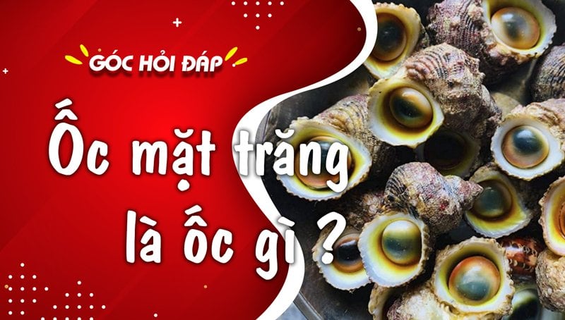 Ốc mặt trăng là gì? Giá bao nhiêu? Làm món gì ngon?