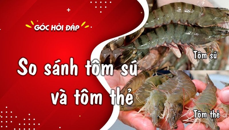 So sánh tôm sú và tôm thẻ - Loại nào ngon hơn?