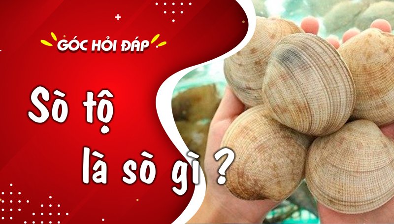Con sò tộ là con gì? Giá sò tộ bao nhiêu 1kg?