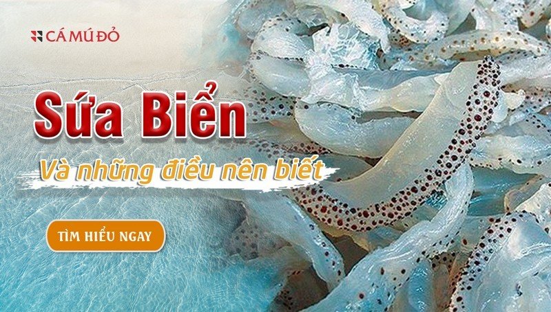 Sứa biển và các món ăn ngon, bổ dưỡng