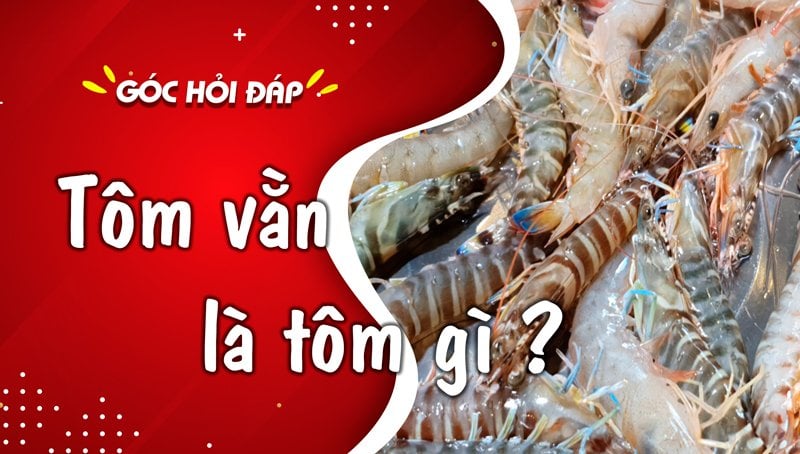 Tôm vằn biển là gì? Giá tôm vằn biển bao nhiêu?