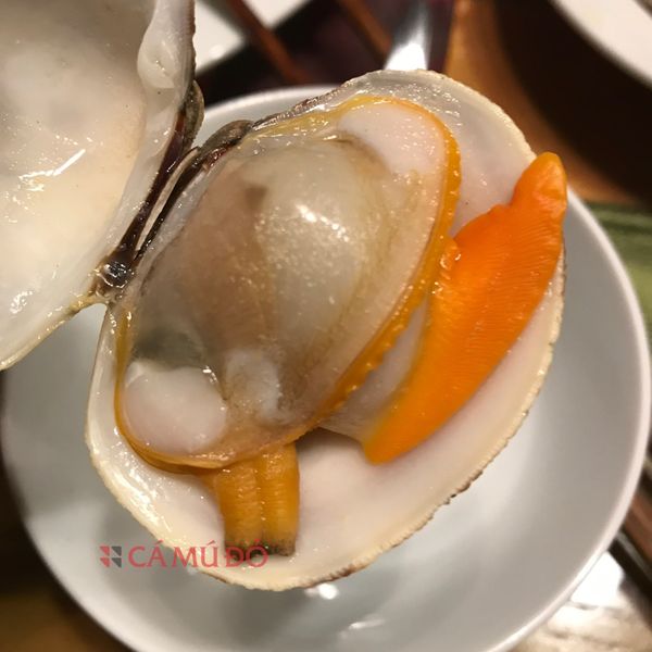 Sò Sần (Ngao sần) tươi sống bán tại Hà Nội