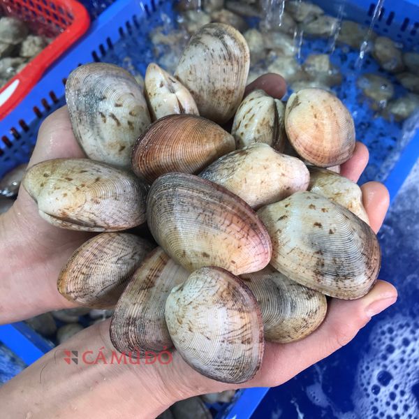 Bán ngao 2 cồi giá rẻ nhất tại Hà Nội - Giao hàng nhanh trong 30 phút