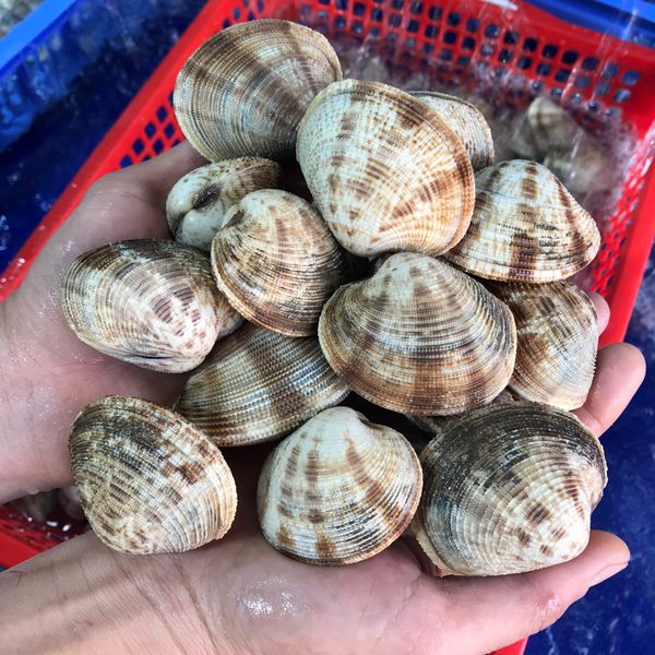 Sò Sần (Ngao sần) tươi sống bán tại Hà Nội