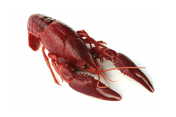 Tôm hùm đất - Loại tôm “nổi đình nổi đám” xứ sở Trung Hoa