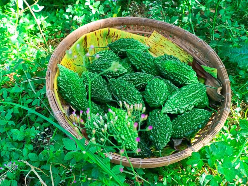 Khổ qua rừng trị tiểu đường: Lợi ích và cách chế biến hiệu quả – Dinh ...