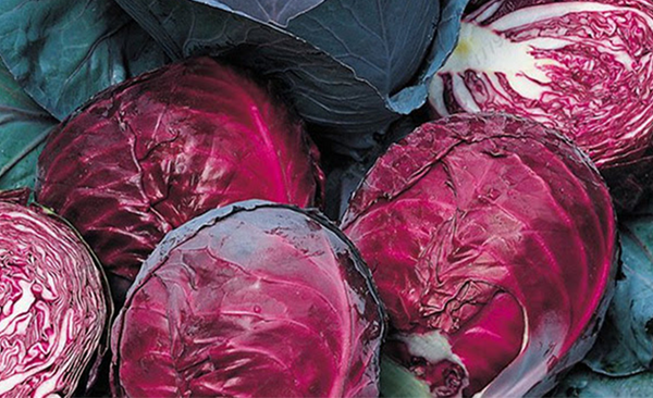 BÍ QUYẾT LÀM KIM CHI BẮP CẢI ĐỎ GIÒN NGON HẤP DẪN – Ant Farm