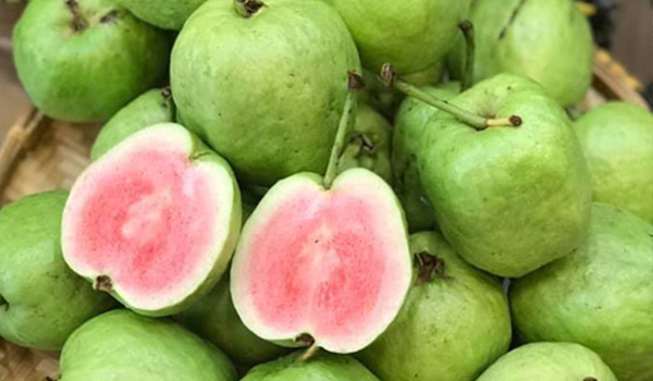 ỔI RUBY CHÍNH GỐC NHÀ VƯỜN TIỀN GIANG CHÍN GIÒN, THƠM NGỌT – Ant Farm