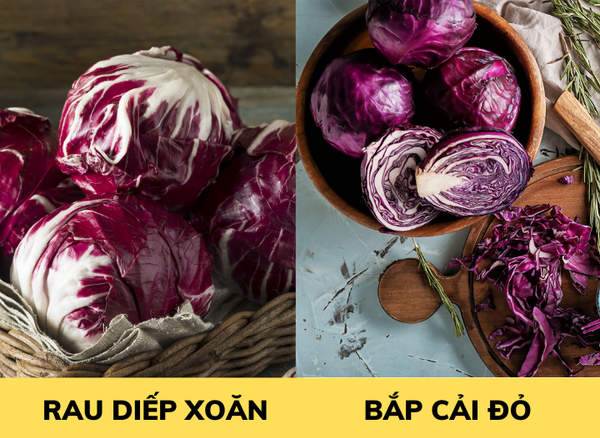 PHÂN BIỆT RAU DIẾP XOĂN RADICCHIO VÀ BẮP CẢI ĐỎ – Ant Farm