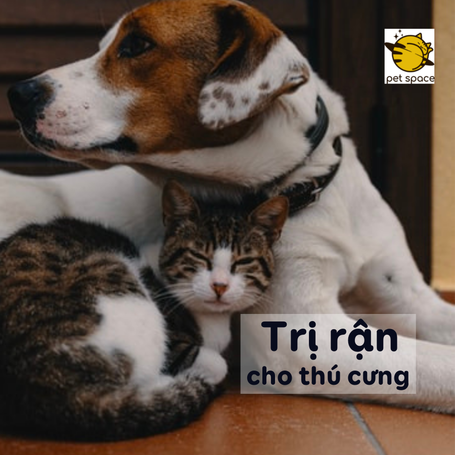 5 cách trị rận cho chó mèo – Petspace.vn
