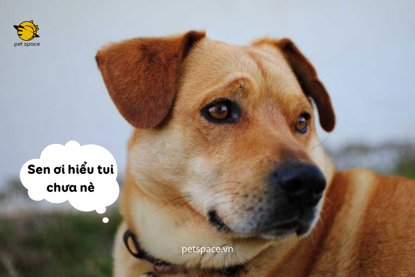 Hướng dẫn nuôi chó ta đúng cách – Petspace.vn
