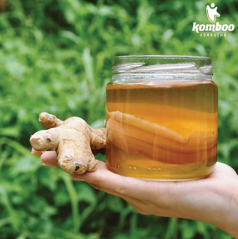 Cách nuôi Scoby trong trà Kombucha đảm bảo lên men – Trà thủy sâm Komboo