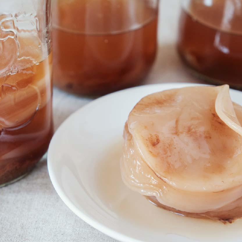 Kombucha Scoby – Con Giấm Kombucha – Trà thủy sâm Komboo
